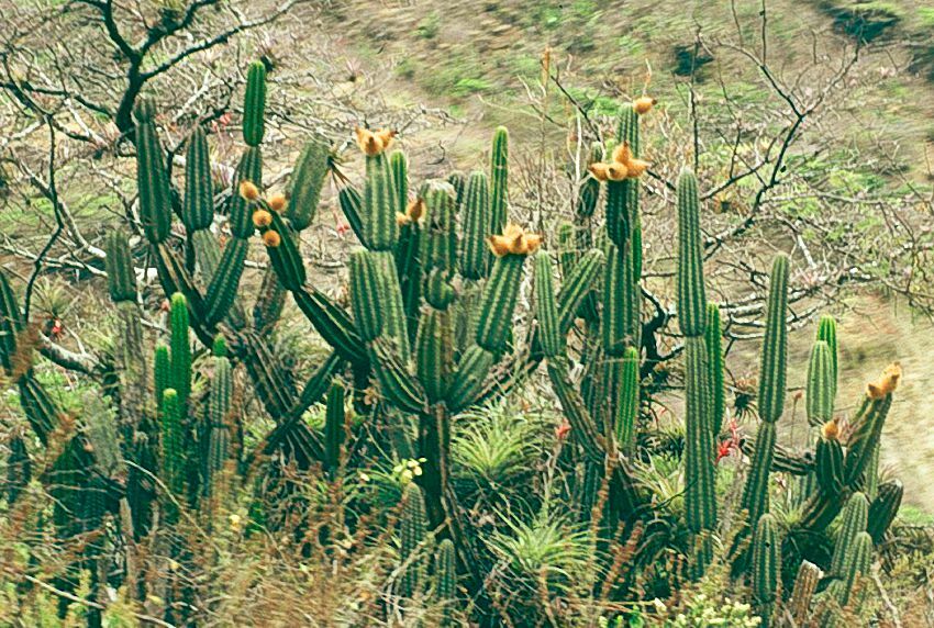 Armatocereus godingianus (Britton & Rose) Backeb.
