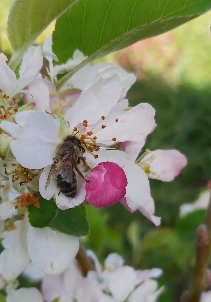 Western Honey Bee from Normanville SA 5204, Australia on November 4 ...