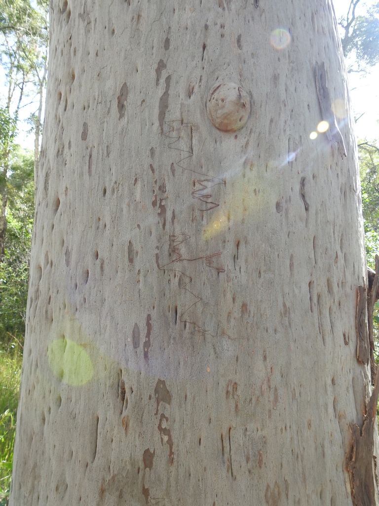 Smooth-barked Apple from Talegalla Weir QLD 4650, Australia on November ...