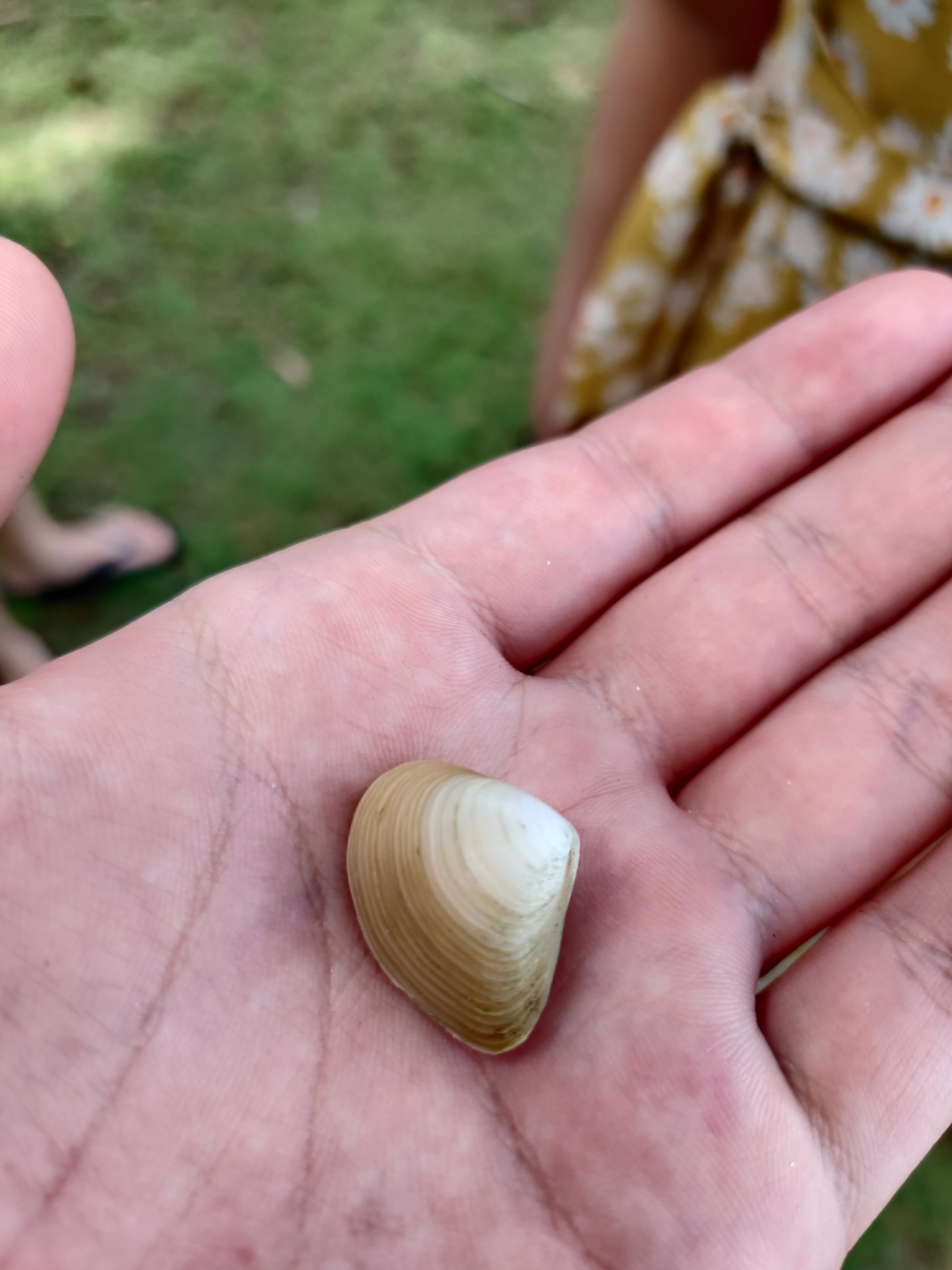 Atactodea striata (Gmelin, 1791)