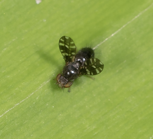 Trypetomima formosina · iNaturalist