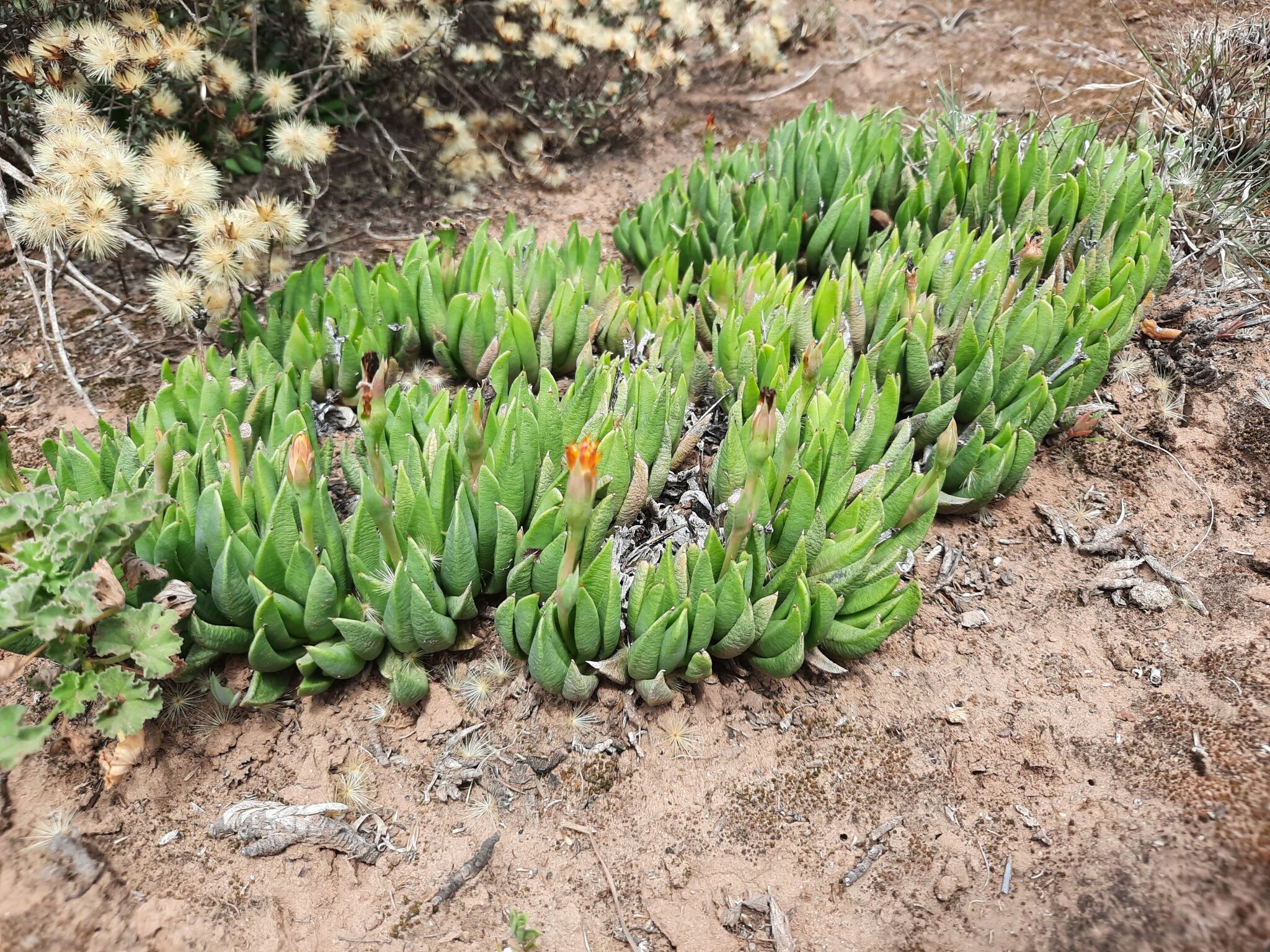 Bergeranthus Schwantes