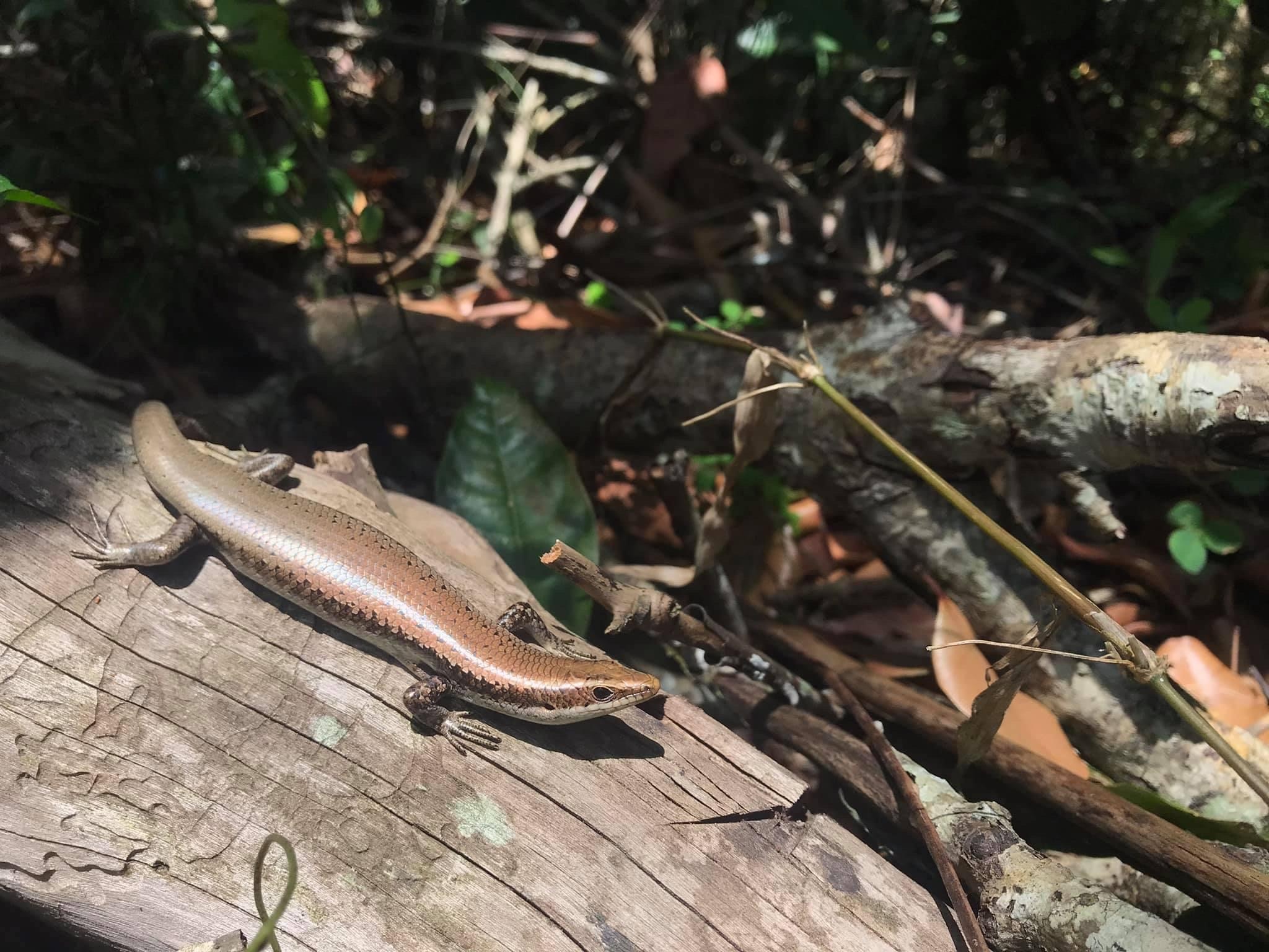 Spondylurus Fitzinger, 1826