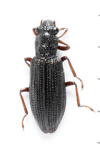 Hydrochus elongatus · iNaturalist