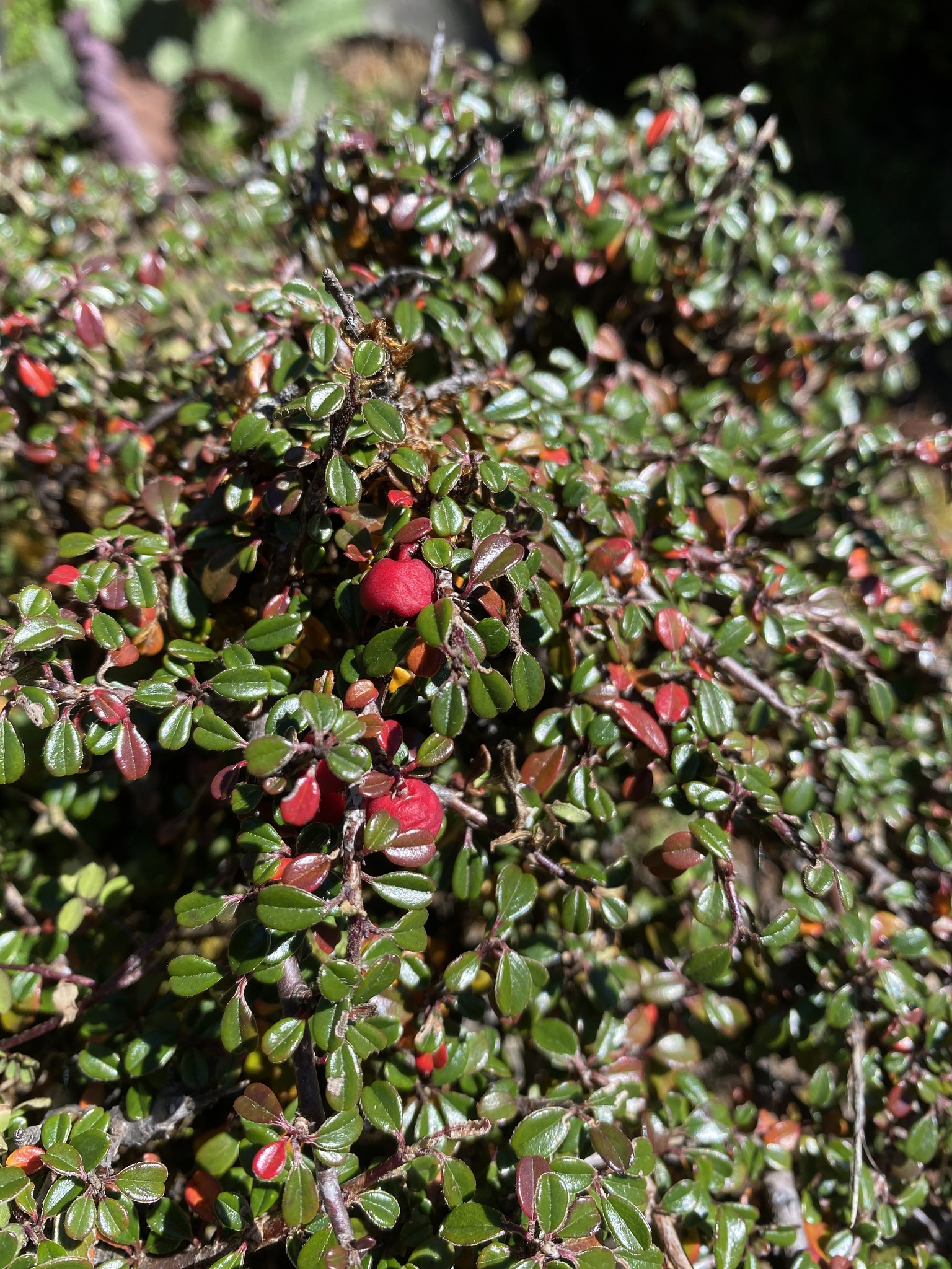 Cotoneaster microphyllus Wall. ex Lindl.