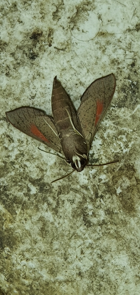Coprosma Hawk Moth from Bouldercombe QLD 4702, Australia on November 10 ...