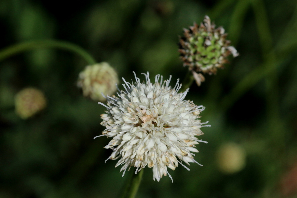 Common Mock Scabious from Koedoespoort 456-Jr, Pretoria, 0186, South ...