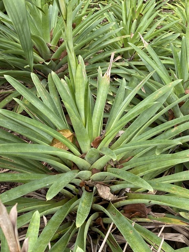 Vriesea roberto-seidelii · iNaturalist