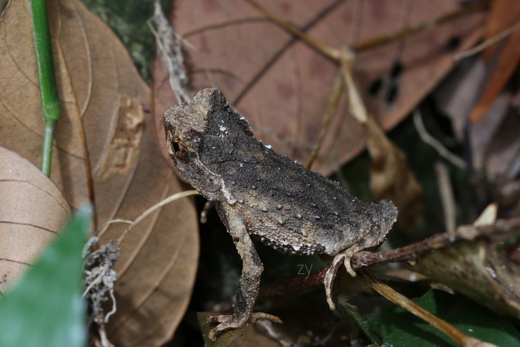 Kuatun Horned Toad from 晋安区, 福州市, 福建省, CN on October 01, 2022 at 08:28 ...