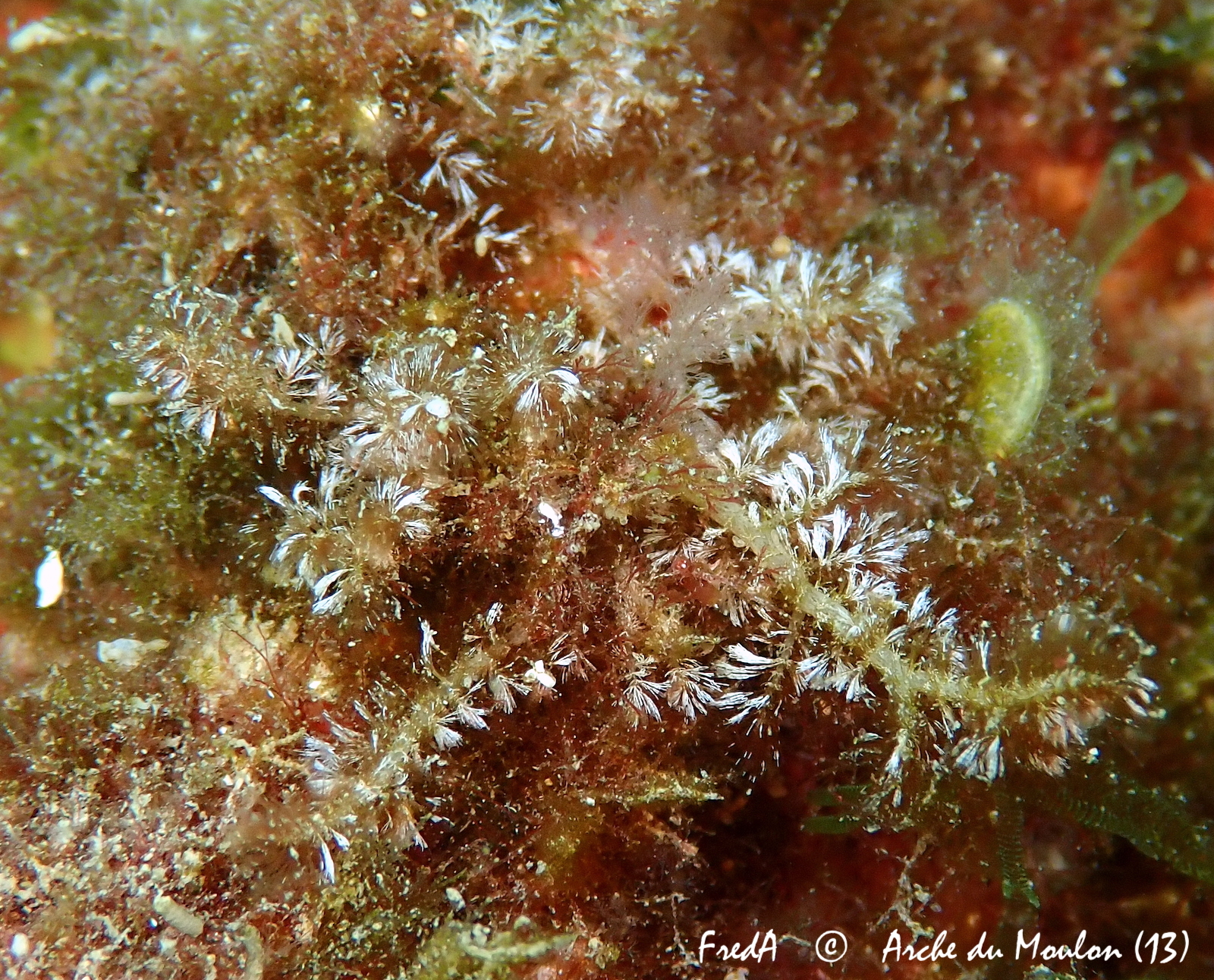 Wrangelia C.Agardh, 1828