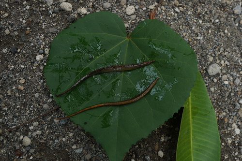 Microphis ocellatus · iNaturalist Ecuador