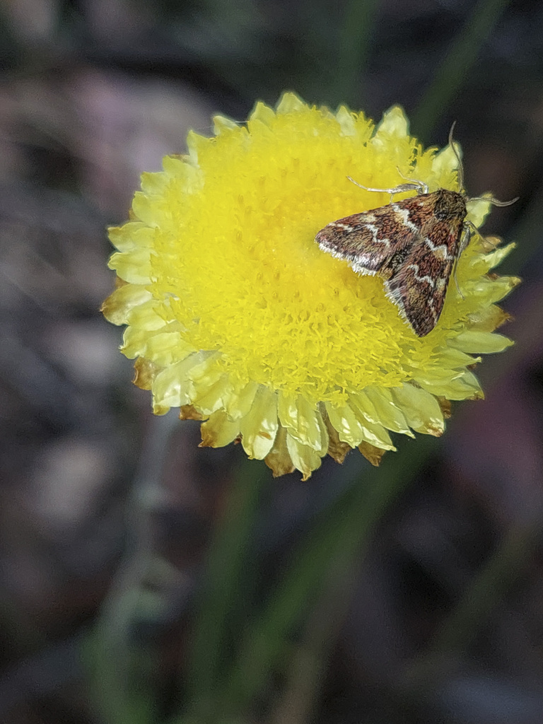 button everlasting from Won Wron VIC 3971, Australia on November 10 ...