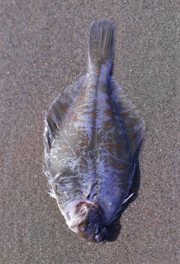 European Plaice from Merlimont, France on September 22, 2022 by laurine ...