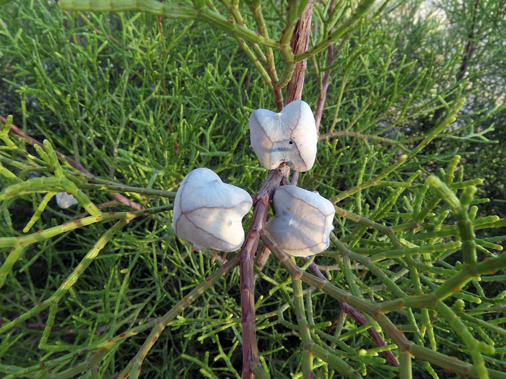 sandarac tree from España, Almería, Vera, Salar de los Canos, rambla ...