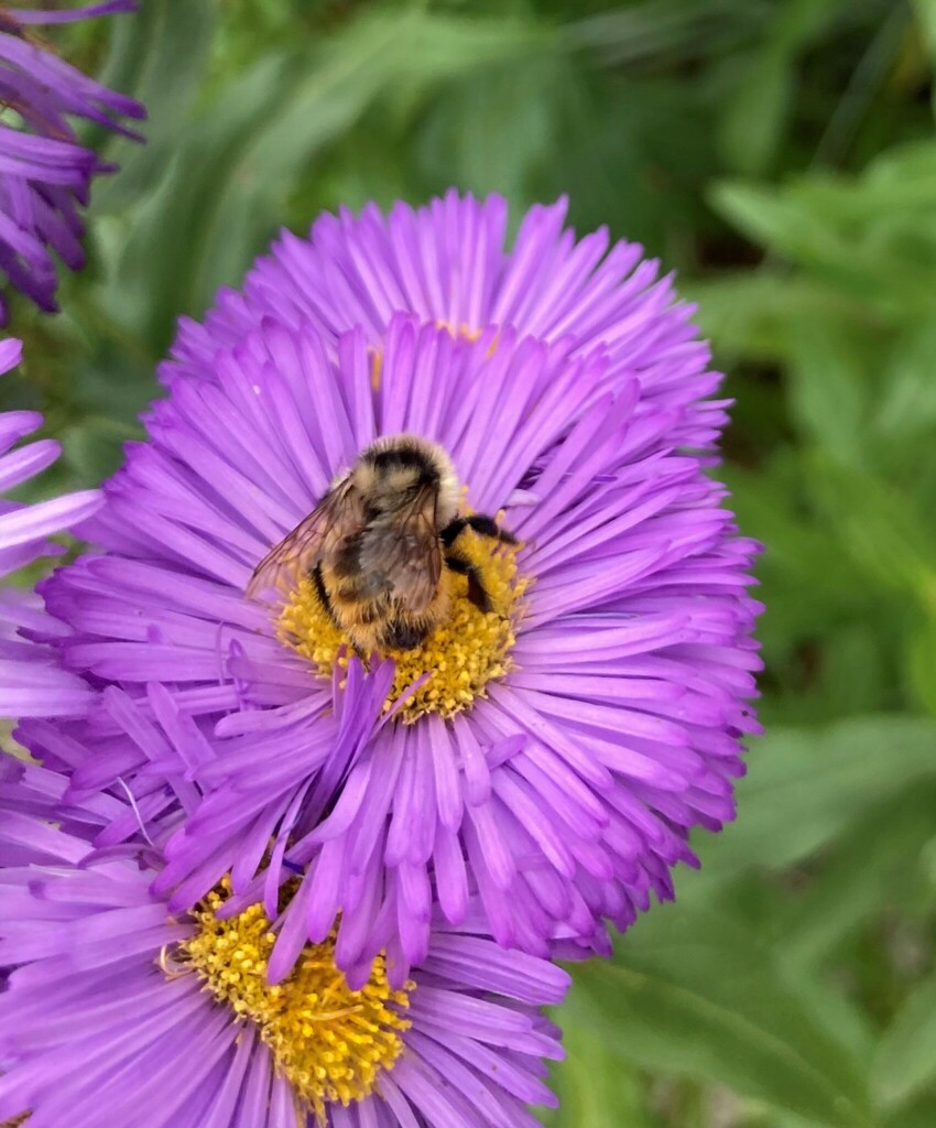 Red-belted Bumble Bee from Douglasdale, Calgary, AB T2Z, Canada on July ...