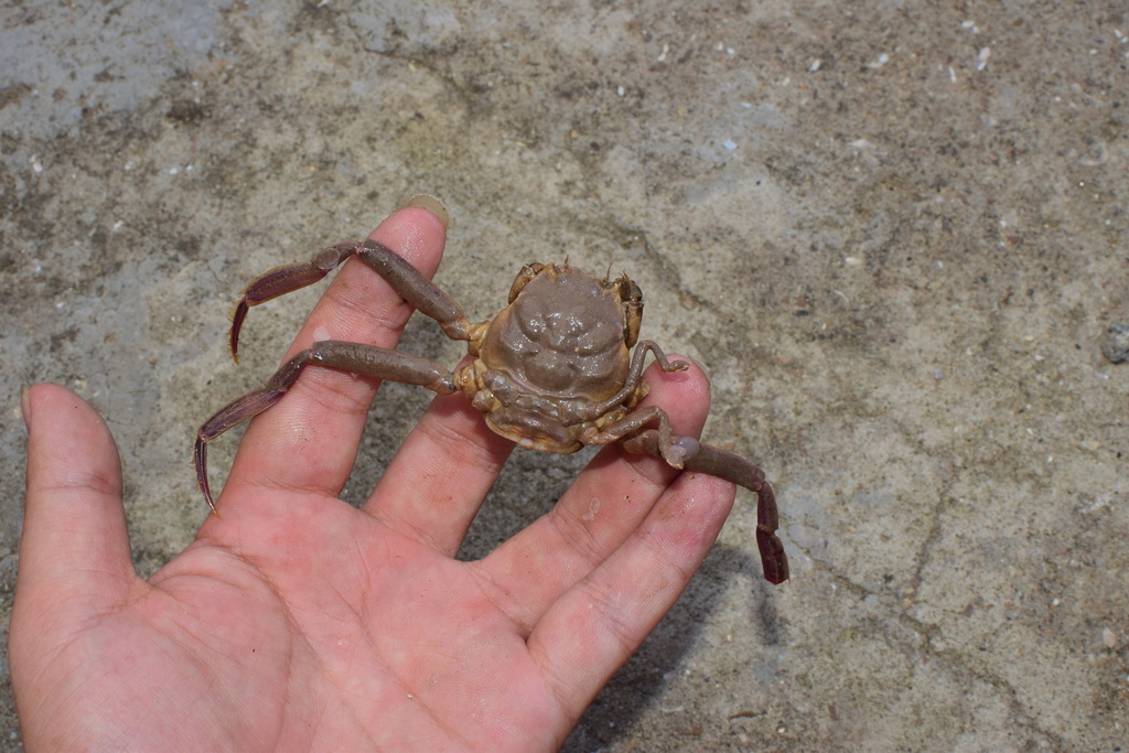 Samurai Crab from 中国浙江省宁波市象山县 on September 17, 2022 at 08:53 AM by 江国彬 ...