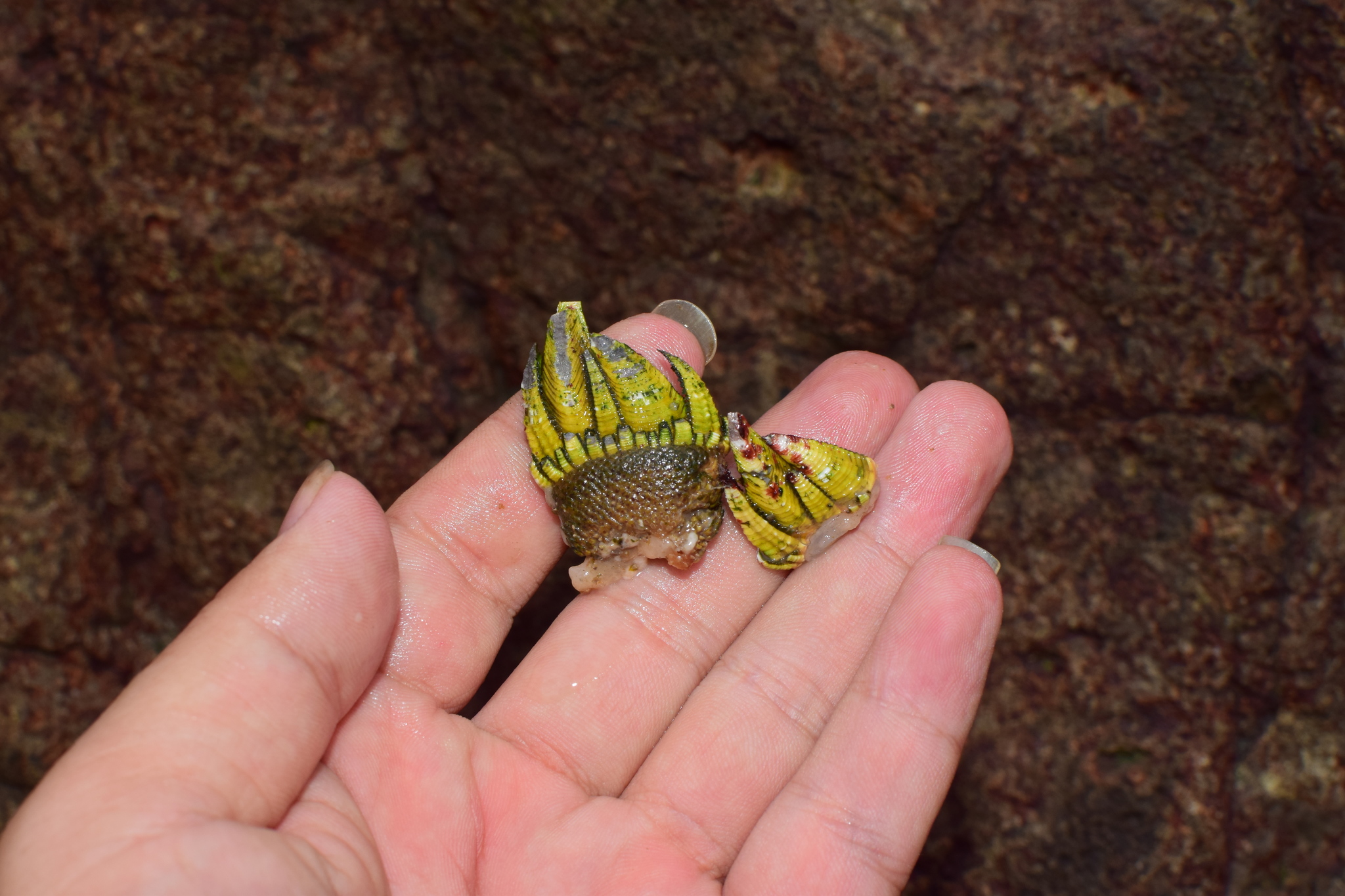 Capitulum mitella (Linnaeus, 1758)