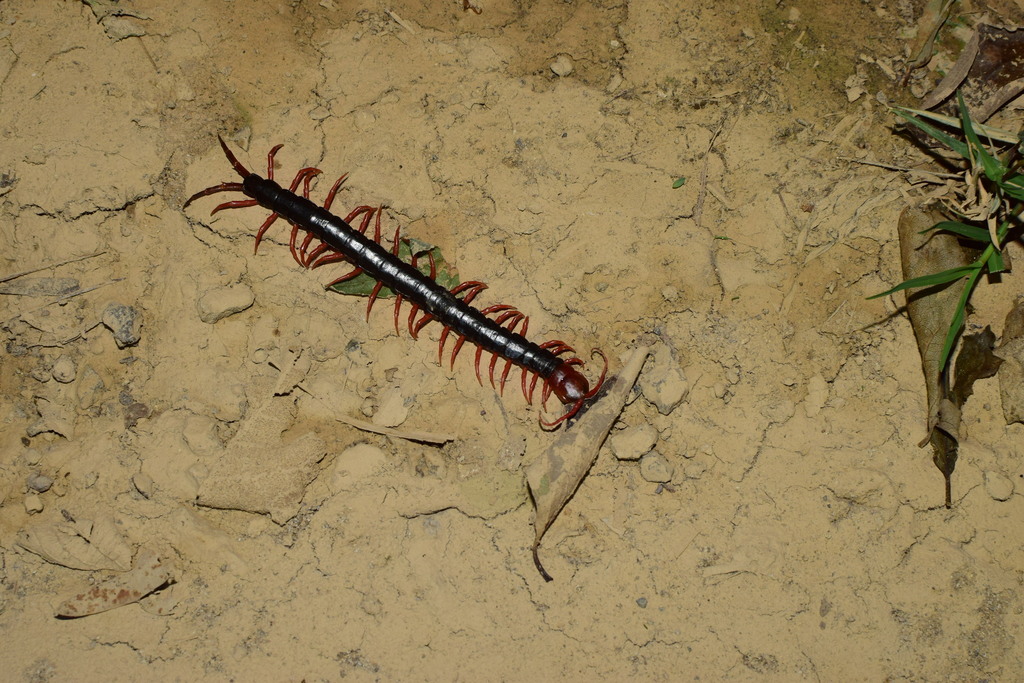 Chinese Red-headed Centipede from 中国浙江省宁波市象山县 on September 17, 2022 at ...