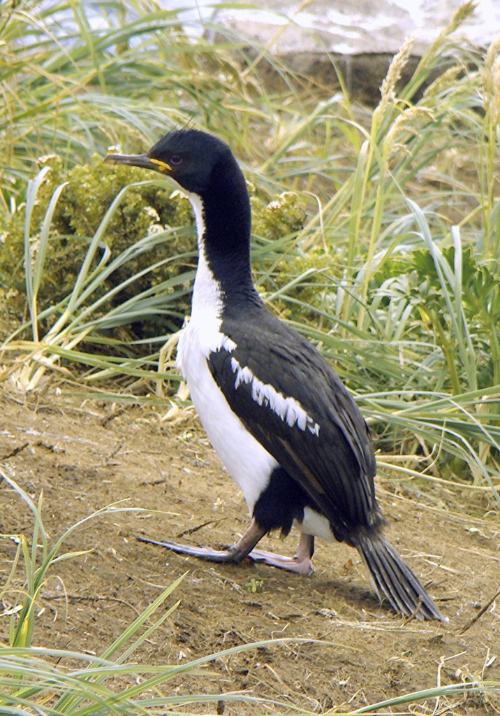 Auckland Island Shag from Auckland Islands on January 1, 2007 by Val ...