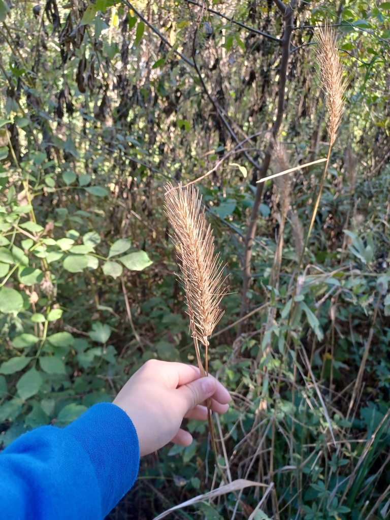grasses, sedges, cattails, and allies from Houston, TX 77077, EE. UU ...