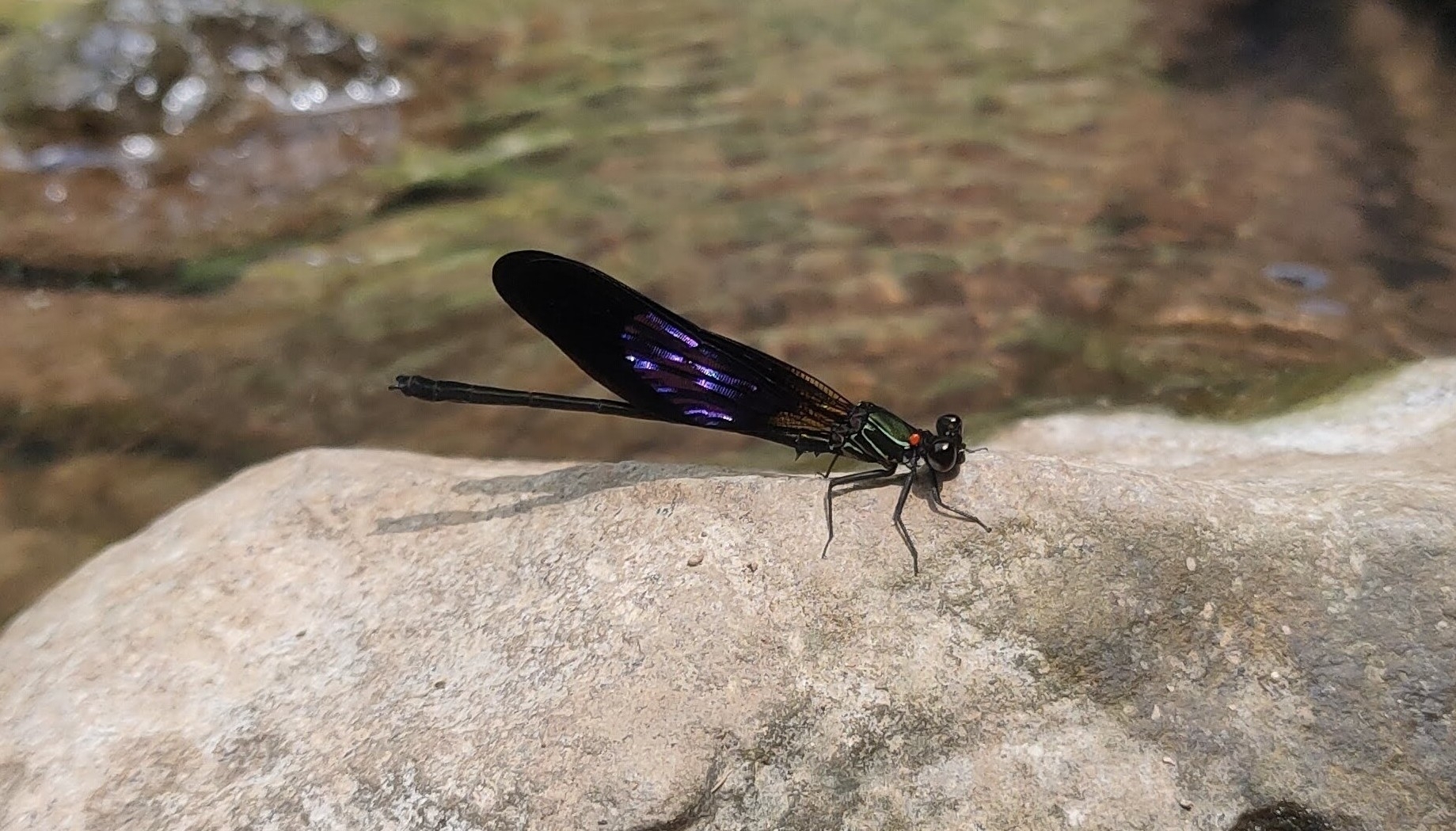 Euphaea variegata Rambur, 1842