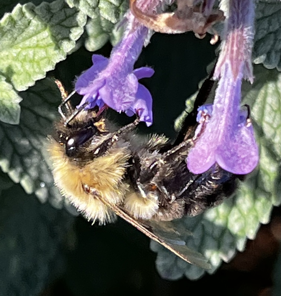 Common Eastern Bumble Bee from The Maryland Zoo, Baltimore, MD, US on ...