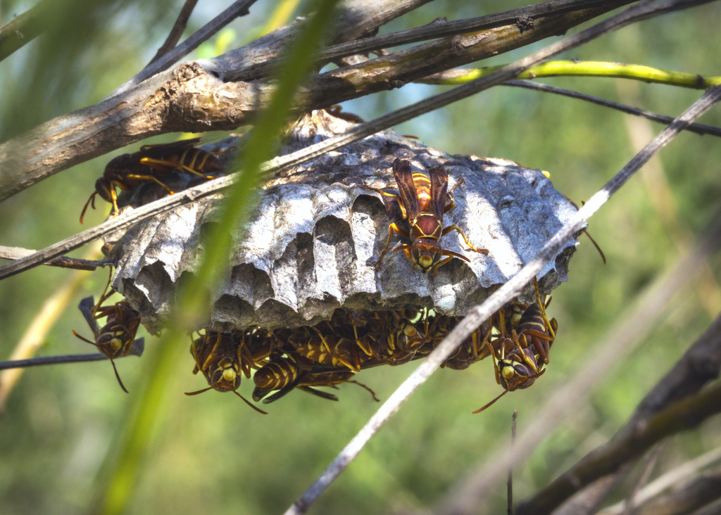 fuscatus-group Paper Wasps from Shadow Creek Ranch, Pearland, TX, USA ...