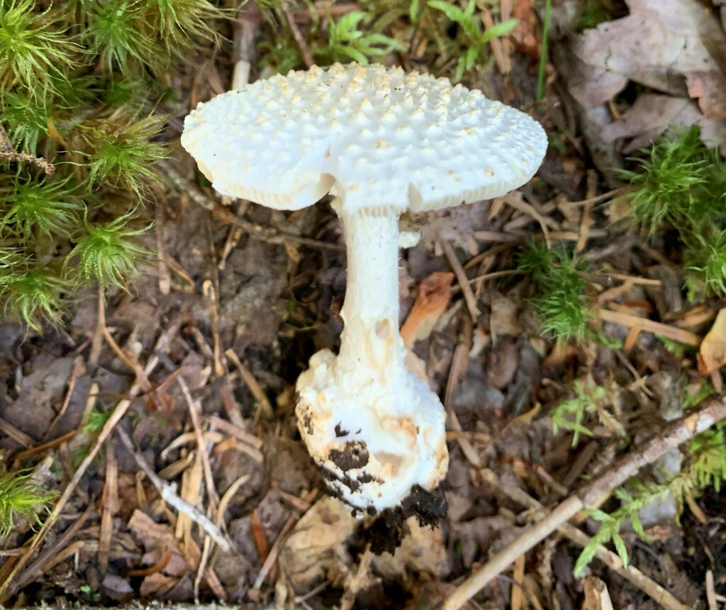 American Abrupt-Bulbed Lepidella from Saint John County, NB, Canada on ...