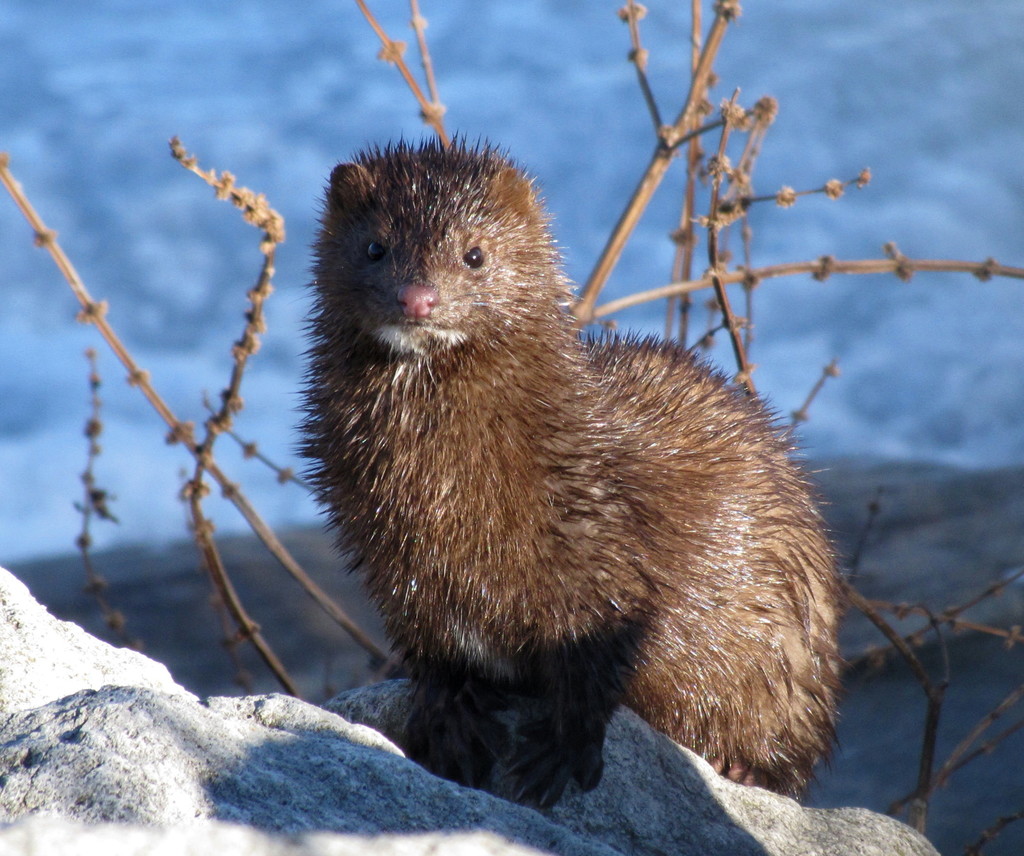 Mustelids (Mustelidae) - Know Your Mammals