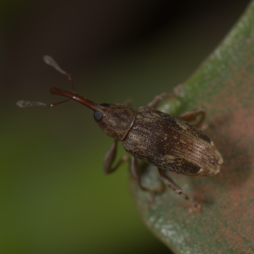 Ceratopus bisignatus · iNaturalist