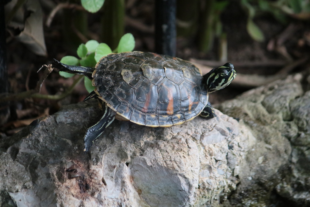 Florida Redbelly Turtle from Gibraltar GX11 1AA, Gibraltar on November ...