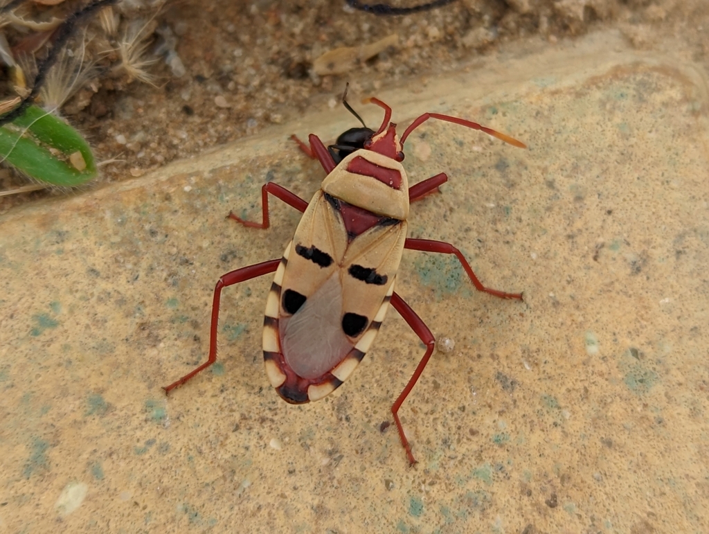 Welwitschia Bug from 375J+5HH, Belas, Angola on November 10, 2022 at 11 ...