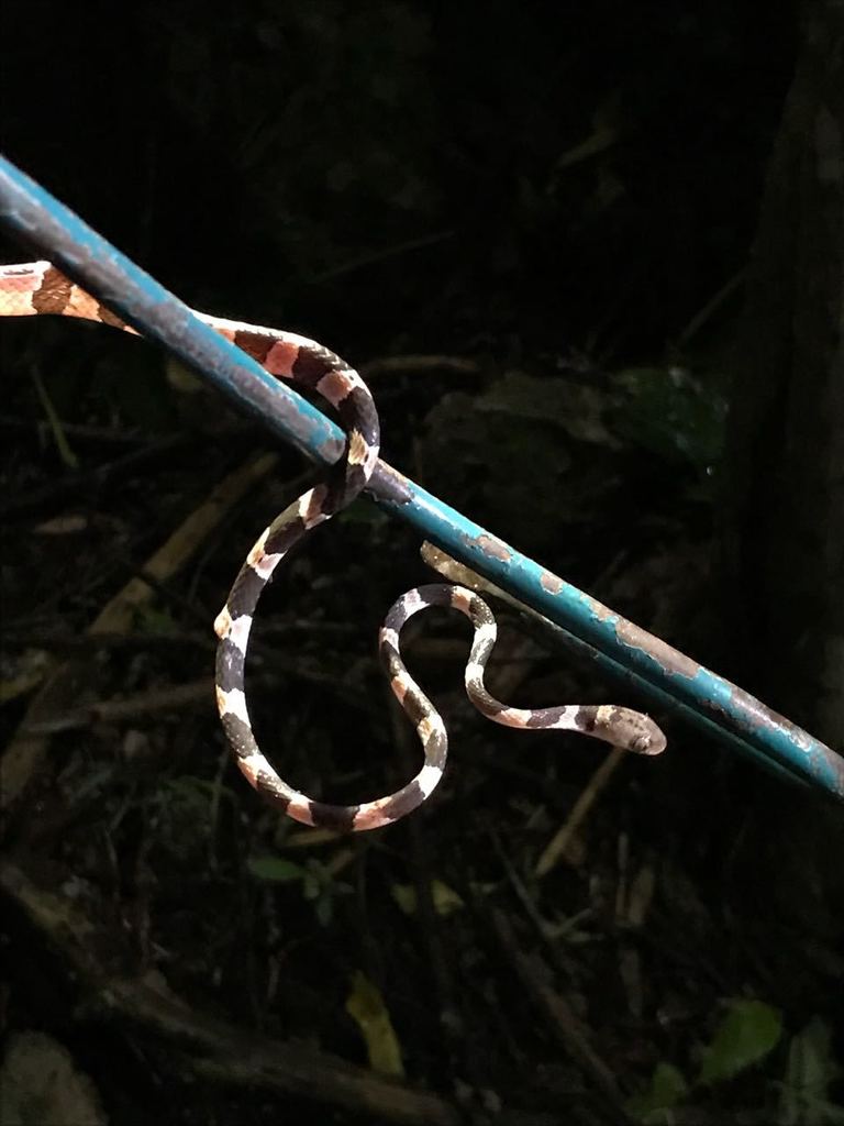 Yucatán Blunt-headed Tree Snake from Unnamed Road, Yucatán, México on ...