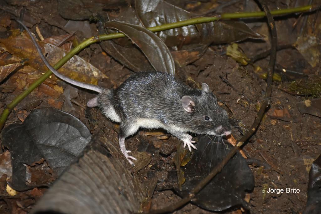 Ecuadoran Spiny Pocket Mouse (Heteromys teleus) - Know Your Mammals