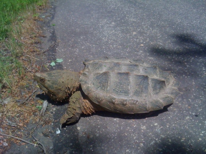 Alligator Snapping Turtle (Reptiles of Alabama) · iNaturalist