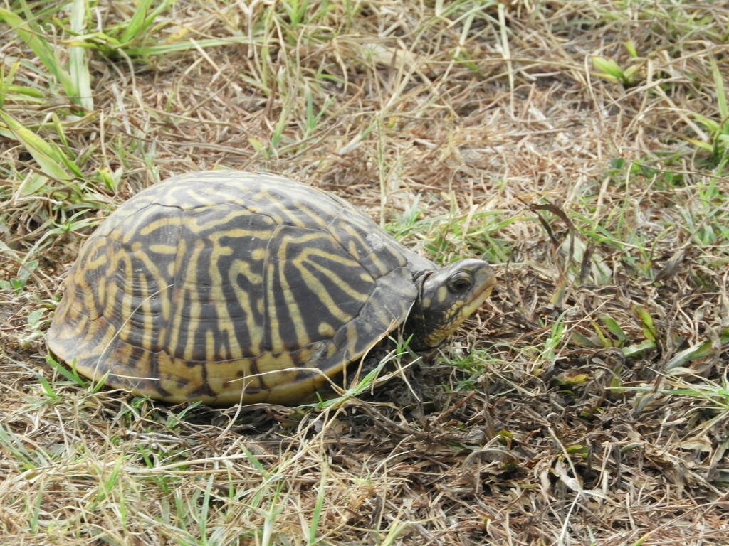 Florida Box Turtle from Charter Point, Jacksonville, FL 32277, USA on ...