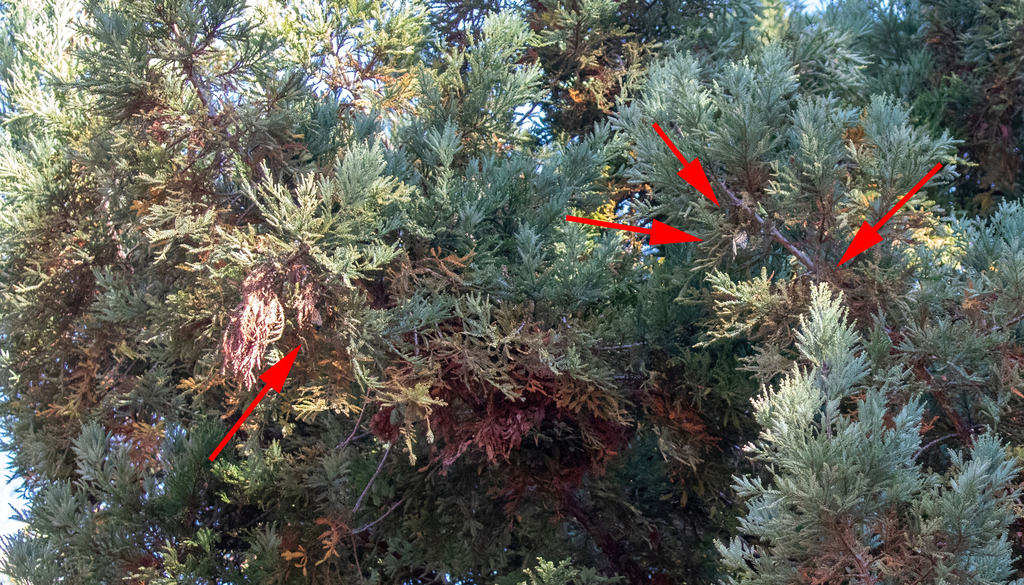 Monarch in November 2022 by Robin Gwen Agarwal. Group of four ...