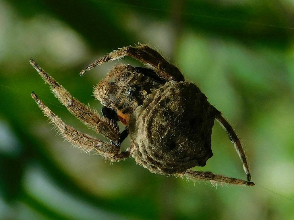 Bark Spiders from Genadendal Baviaanskloof 7234, South Africa on ...