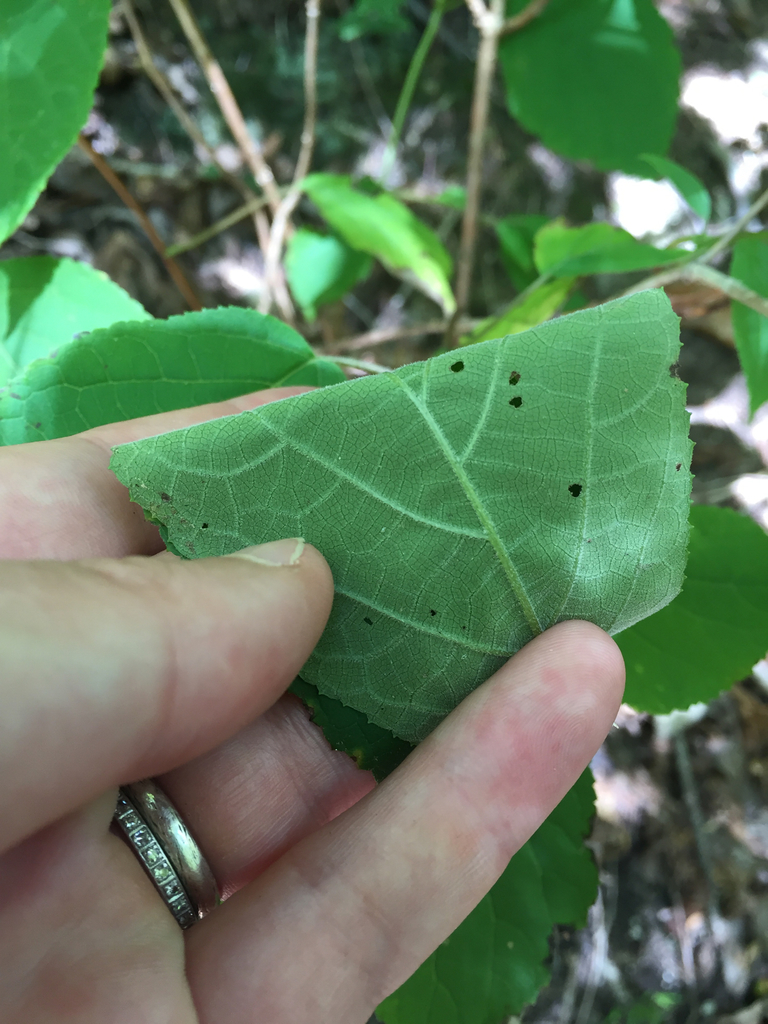 ashy hydrangea (Hydrangea cinerea) - Botanical Realm