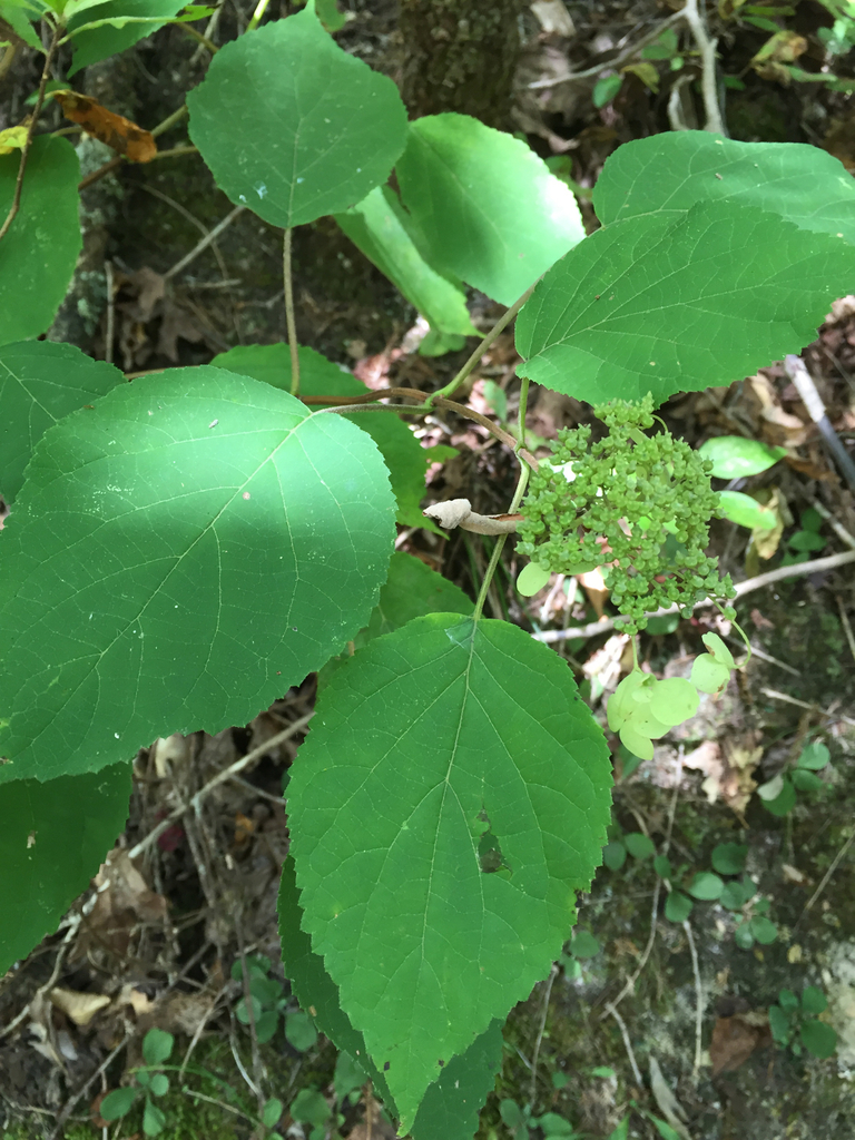 ashy hydrangea (Hydrangea cinerea) - Botanical Realm