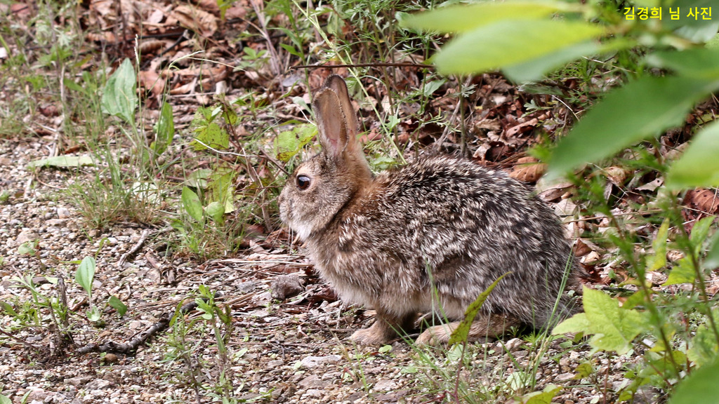 Korean Hare (Lepus coreanus) - Know Your Mammals