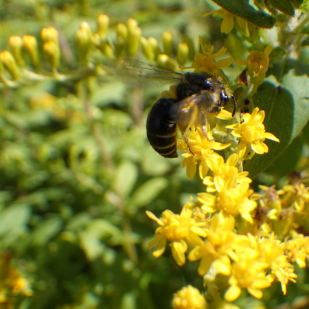 Eastern Spine-shouldered Cellophane Bee from Halifax, Nova Scotia ...