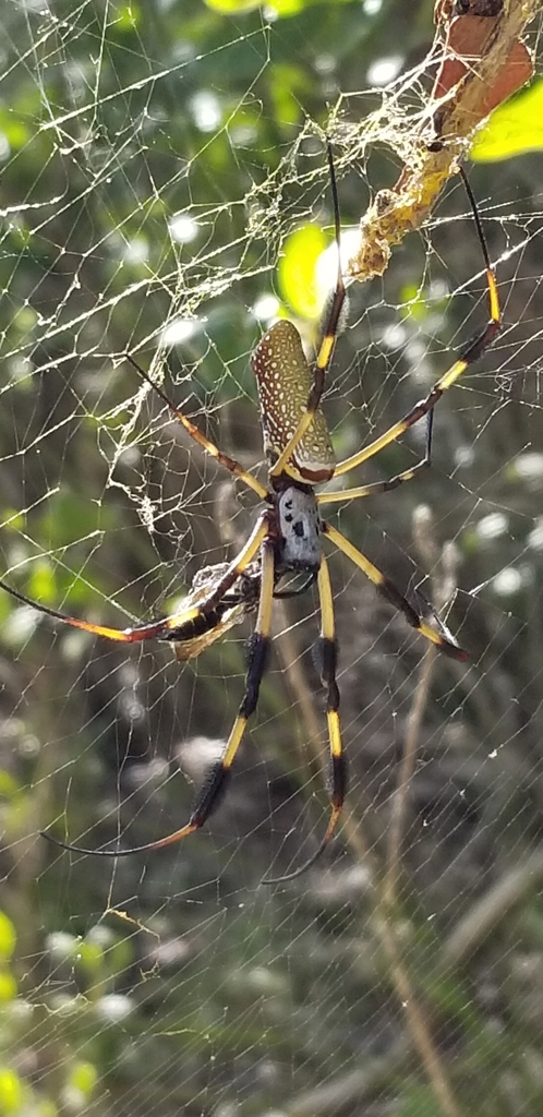 Golden Silk Spider from San Salvador, The Bahamas on November 10, 2022 ...