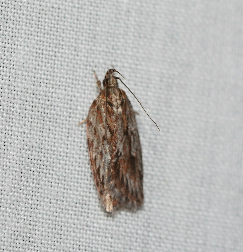 Flat-bodied moths from Rosedale VIC 3847, Australia on November 5, 2022 ...