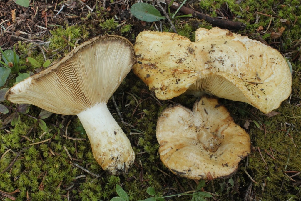 golden milkcap from East Side Rd, McCall, ID 83638, United States on ...