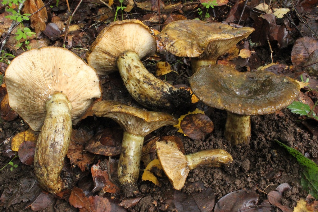 Ugly Milkcap from Yamhill, OR 97148, USA on November 11, 2015 at 02:12 ...