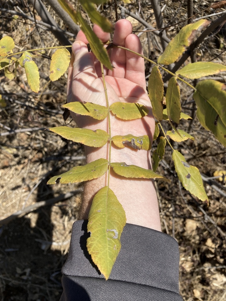 Southern California Walnut from Collis Ave, Los Angeles, CA, US on ...
