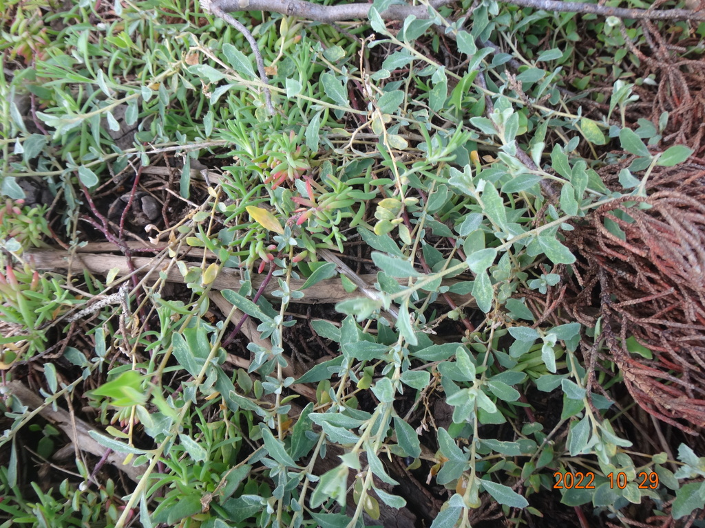 sprawling saltbush from Geelong VIC, Australia on October 29, 2022 at ...
