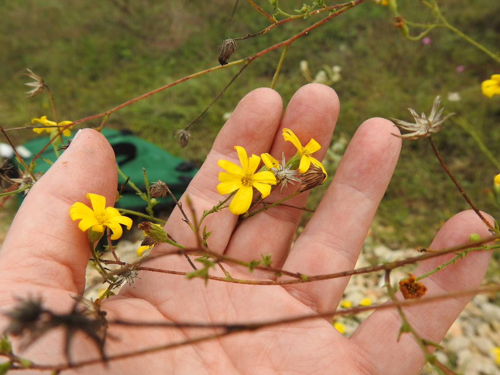 Hooker’s scratchdaisy from Bastrop, Texas, United States on November 10 ...