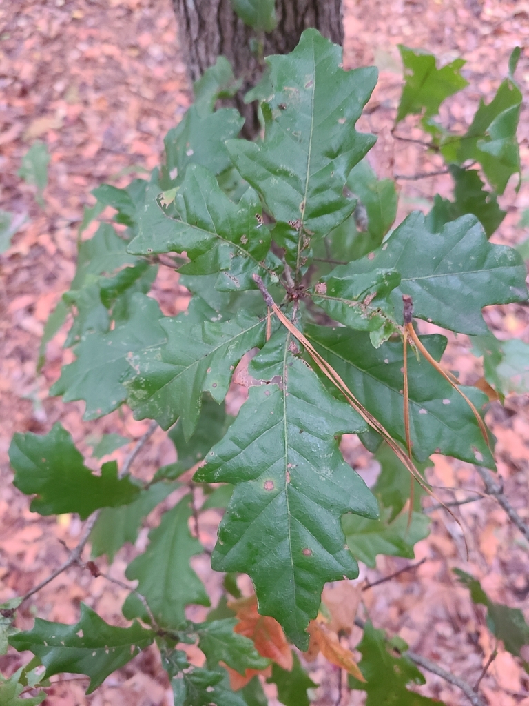 Bluff Oak from Troy, AL, USA on November 10, 2022 at 04:22 PM by Alvin ...